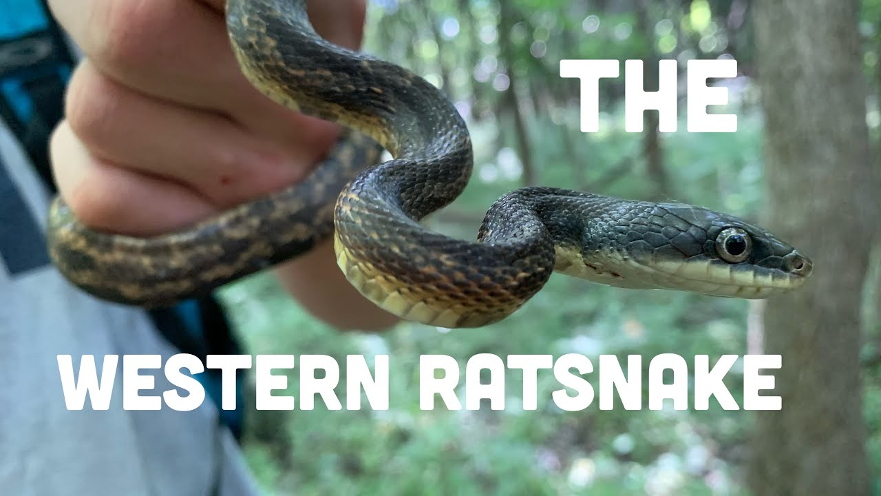 Your Central Oklahoma Snake Guide Part 1: The Western Ratsnake