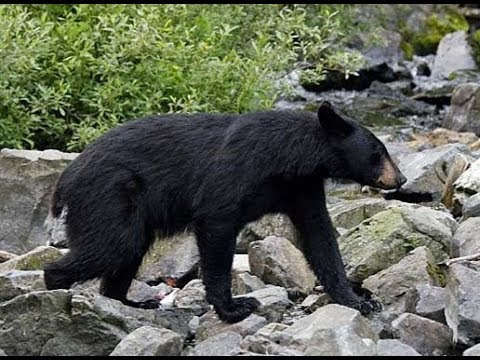 Redoubt Bay Bear Viewing