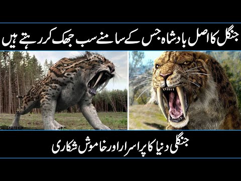 The Real King Of Forest Jaguar In Urdu Hindi