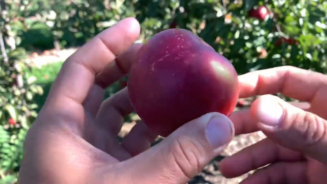 Pixie Crunch™ (Co-op 33) Apple Tasting