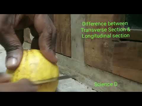 Difference b/w transverse section & Longitudinal section