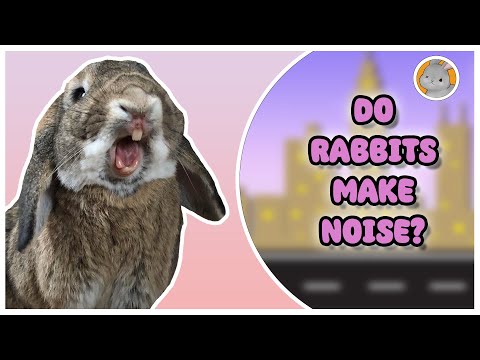 Do Rabbits Make Noise? | The Critter Commute