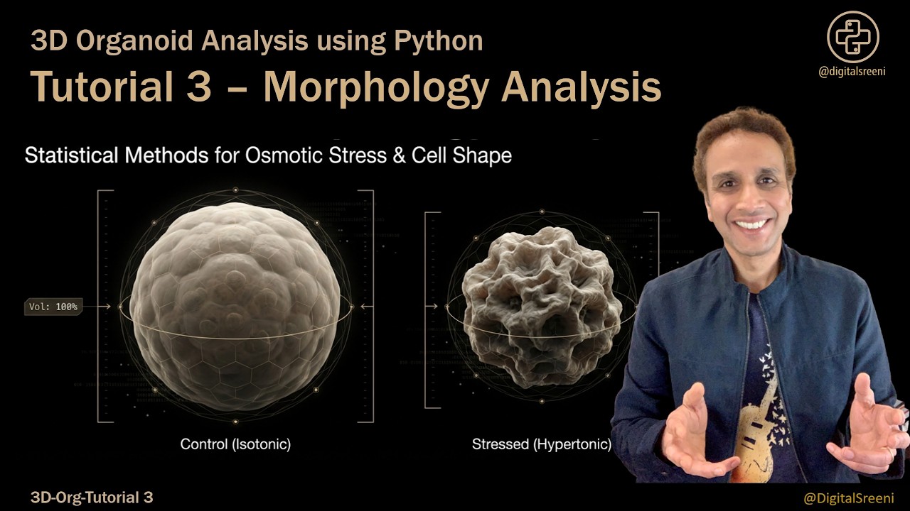 3D Organoid Analysis - Tutorial 3 - Morphology Analysis and Hypothesis Testing