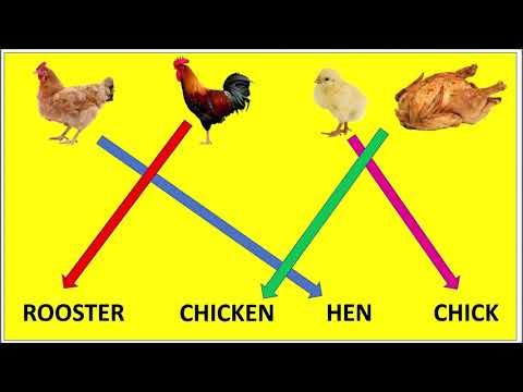 Grade 2 Chicken Body Parts Lesson