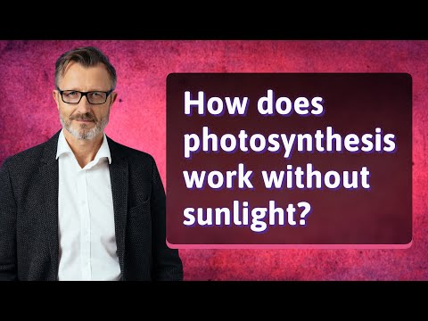 How does photosynthesis work without sunlight?