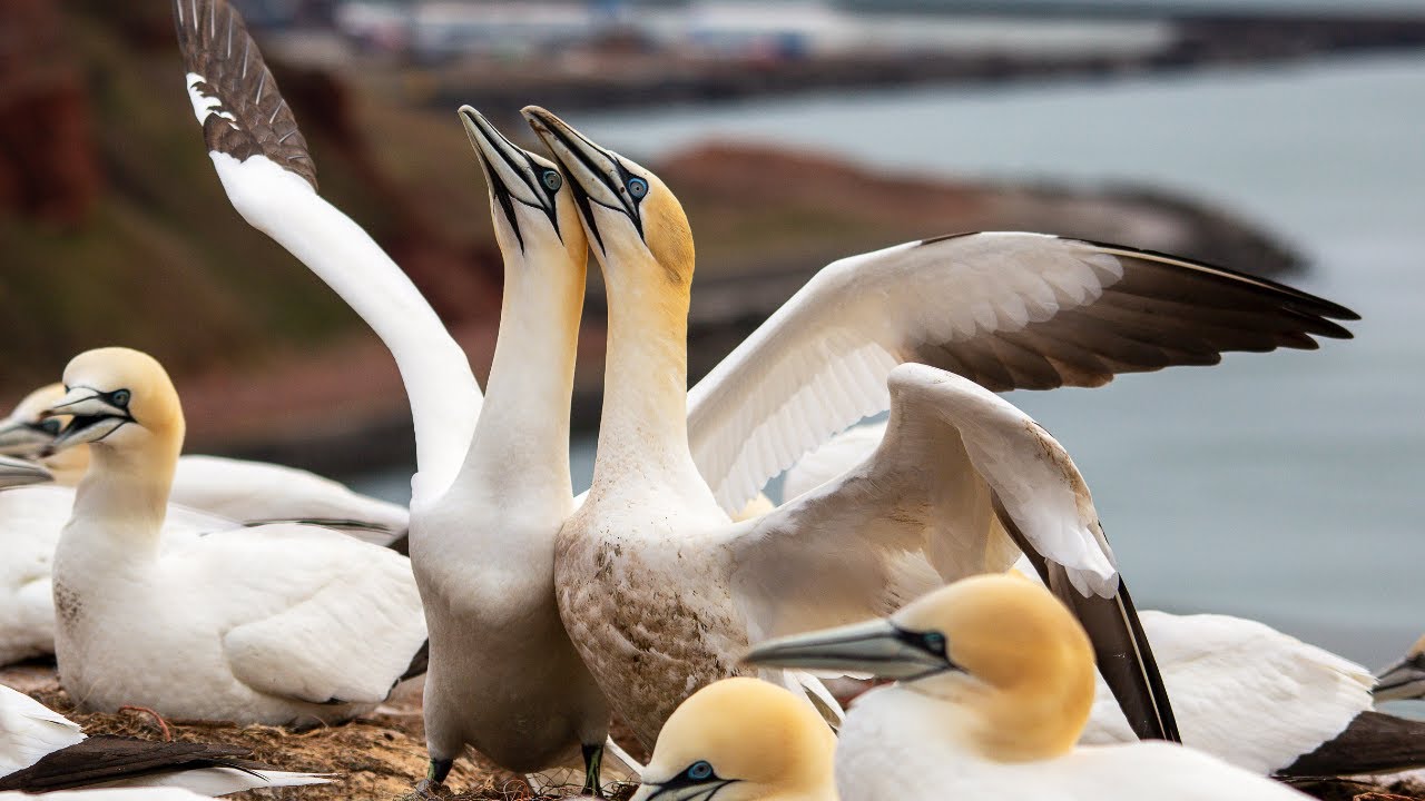 10 Fascinating Facts About the Northern Gannet