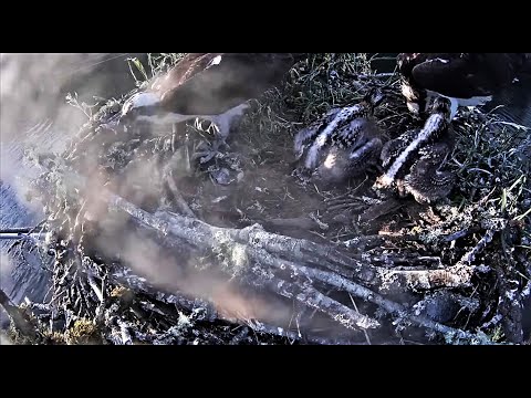 Nice fish for 2 hungry chicks 2022 06 15 05 22 19 837