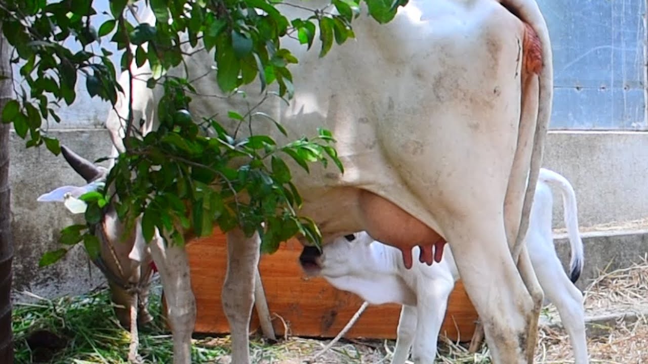 new born calf 2 / animals videos