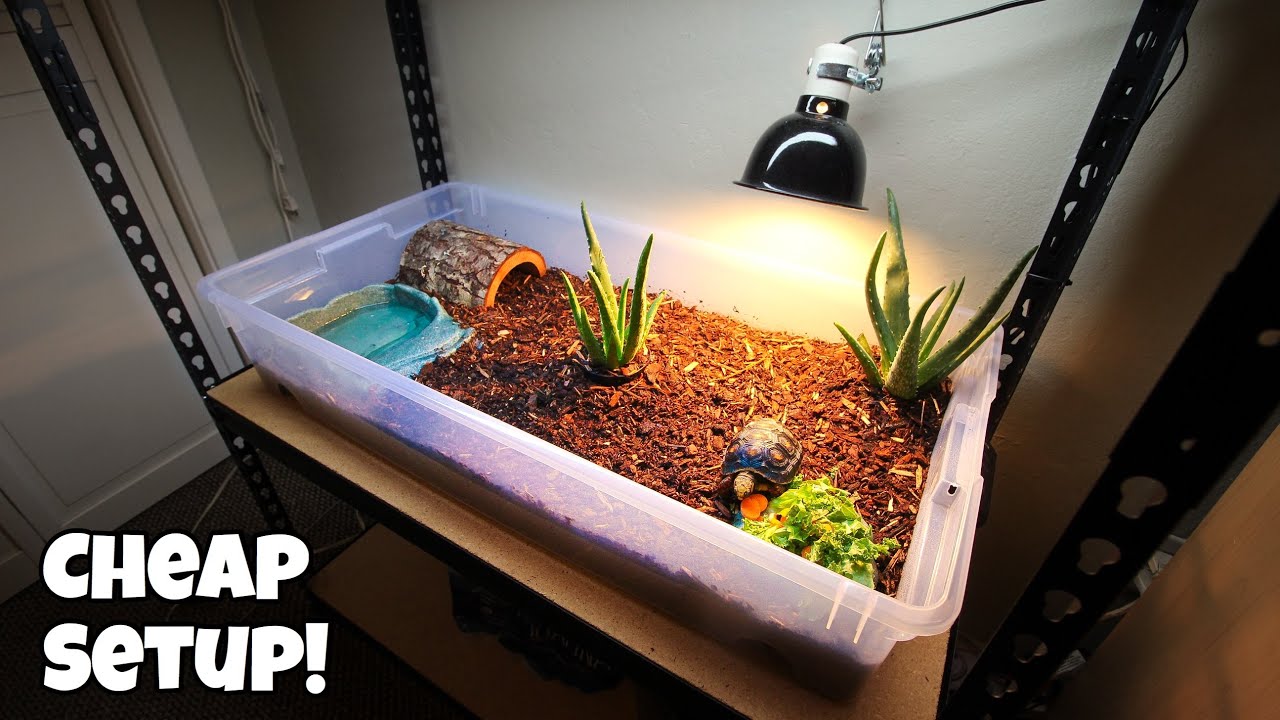 NEW TORTOISE SETUP for UNDER $100!