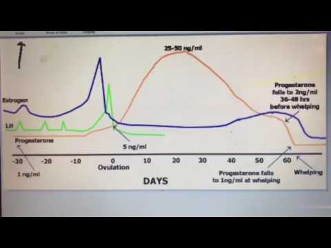 Predicting puppy birth for c section using progesterone