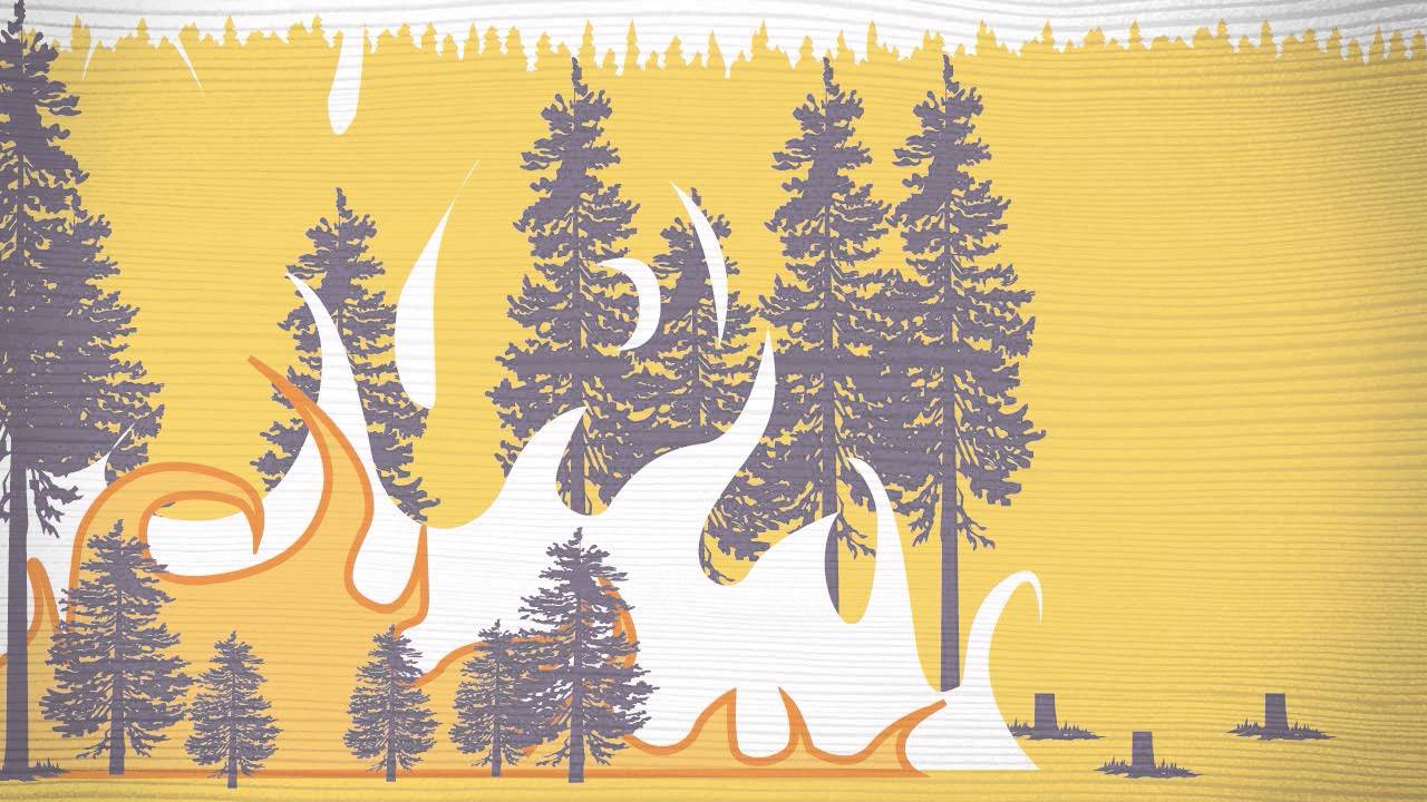 FOREST FAST BREAK: Ecosystems
