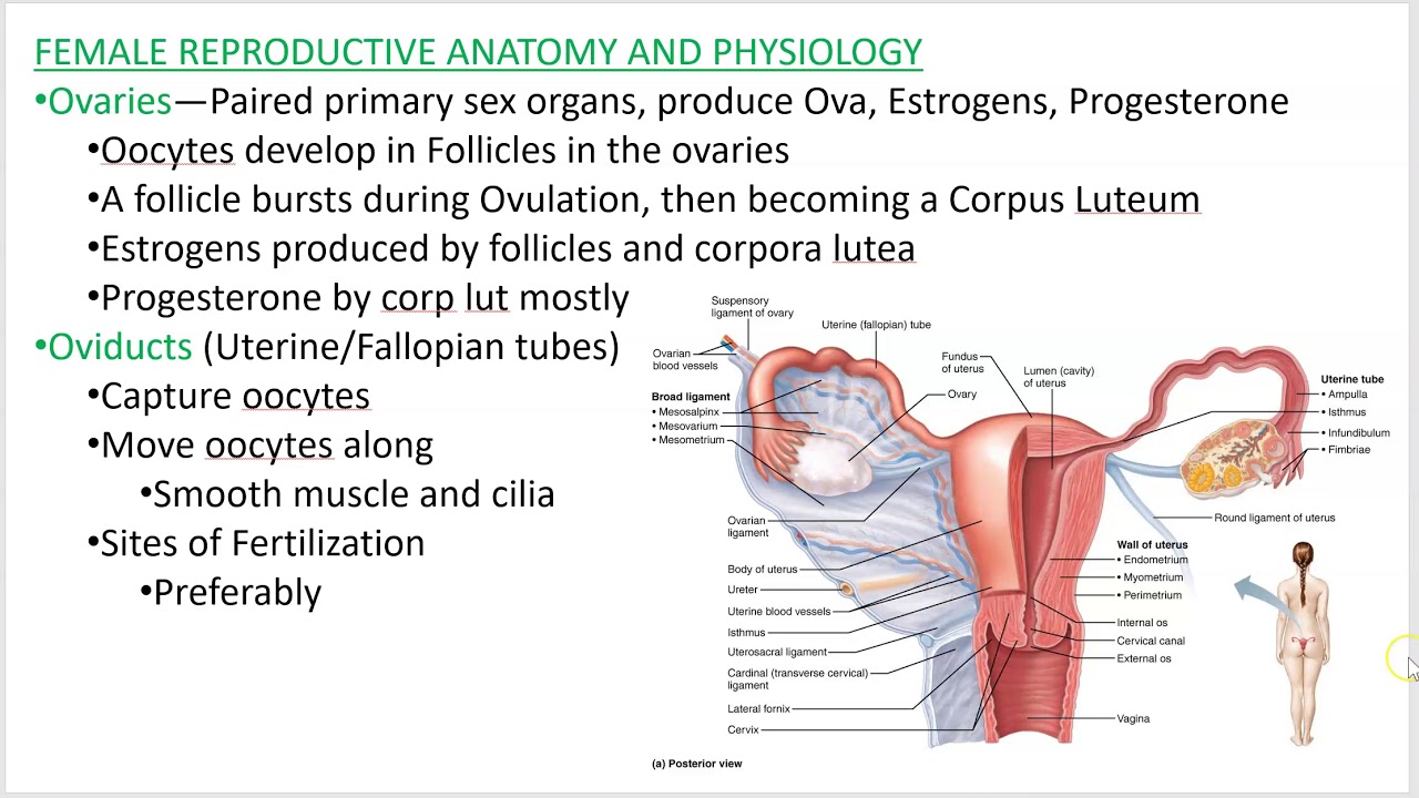2402 Lecture Chapter 27 Reproduction 4 PowerPoint Screencast
