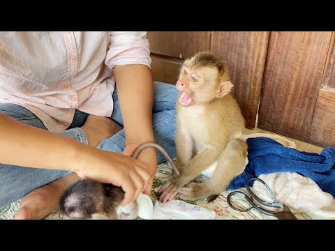 Poor DAM Showing A Sign For Mom Fast Feeding Him In Morning After Clean Up