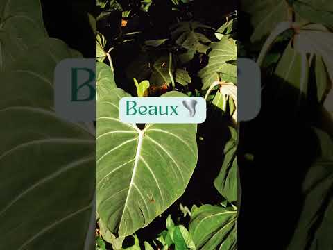 Baby boy middle names “B” #babynames #uniquenames #trendingshorts #babyboy #names #family #fy