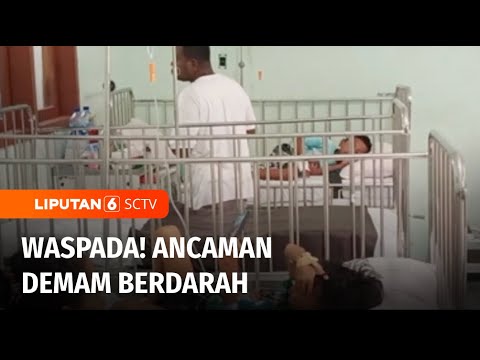 Waspada Ancaman Penyakit Demam Berdarah di Sejumlah Wilayah di Indonesia | Liputan 6