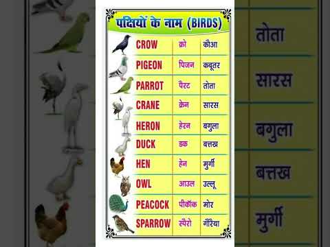 Birds Names | पक्षियों के नाम | pakshiyon ke naam hindi | इंग्लिश में पक्षियों के नाम