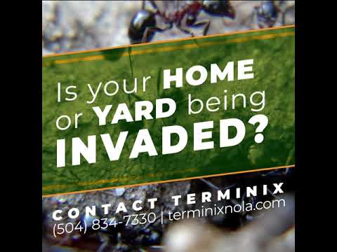 Is Your Home Or Yard Being Invaded? | Terminix NOLA