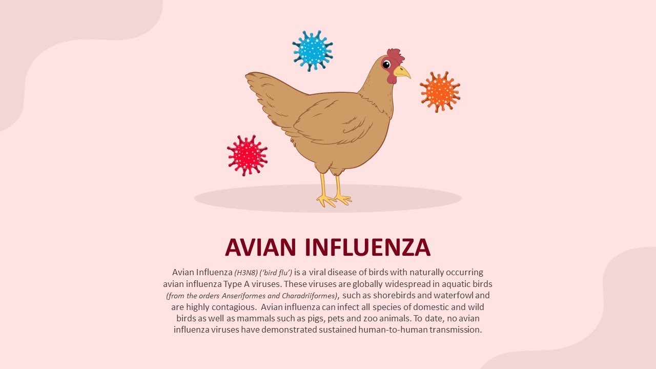 Avian Influenza Animated PPT Template