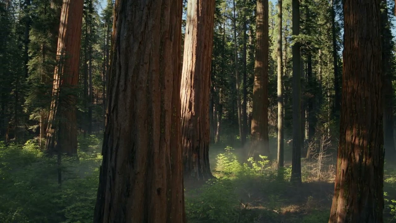 Apple MacOS Screensaver - Sequoia Sunrise (4K version)