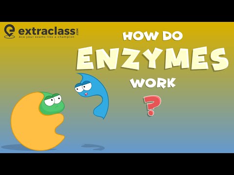 How do enzymes work - Biology Video Lecture - NEET