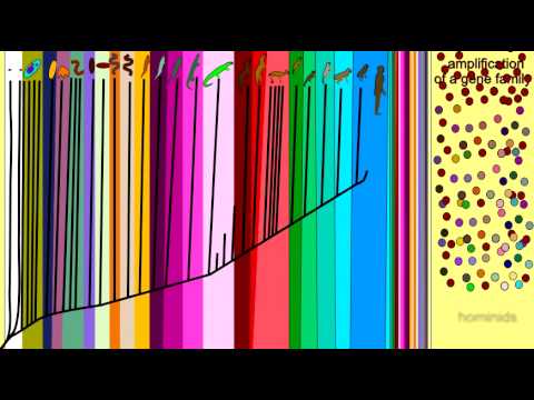 AMPLIFICATION OF GENES IN A GENE FAMILY