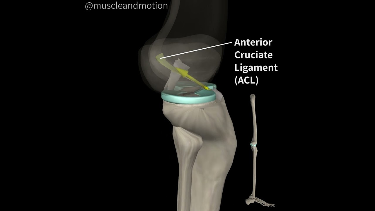 ACL Anatomy and function 🤓