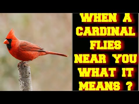 WHEN A CARDINAL BIRD FLIES NEAR YOU WHAT DOES IT MEAN ?