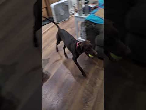 All For Paws Automatic Dog Ball Launcher Review — Best Toy for Fetch-Obsessed Dog! #cutedogreactions