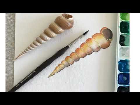 Watercolor Seashell Demonstration: My Process Seashell #8