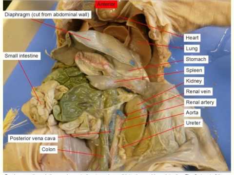 fetal pig anatomy
