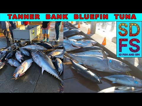 Current Fish Report | San Diego Sporfishing | Tanner Bank Bluefin Tuna | Night Jigs | Day Flyline