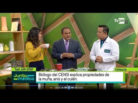 Propiedades medicinales del anís, culén y la muña (Junta Médica)