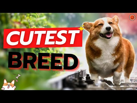 Cutest dog breed in the world in 2023