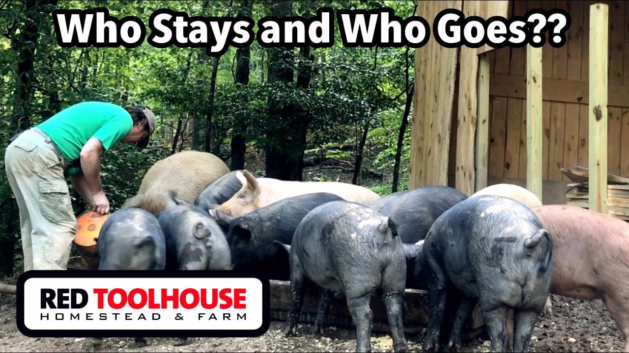 PIG UPDATE: Choosing the RIGHT PIGS for breeding stock