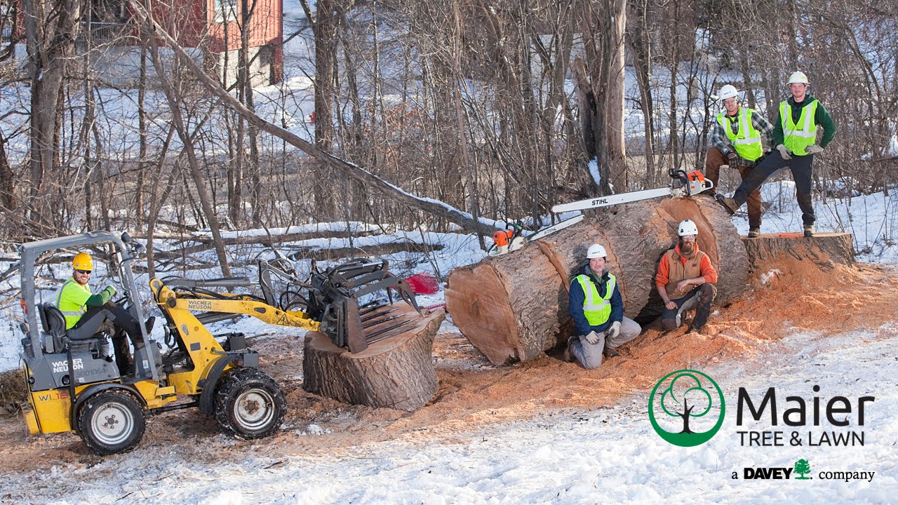 Maier Tree & Lawn, Rochester, Minnesota - Time Lapse Tree Removal