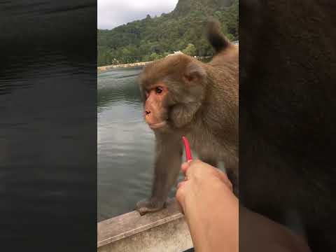 Feeding a Monkey a Hot Chili Pepper, He Gets ANGRY #animals