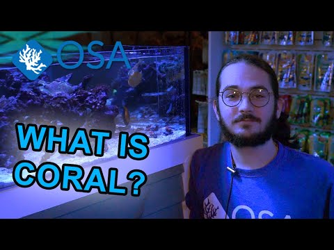 Introduction | What is a Coral