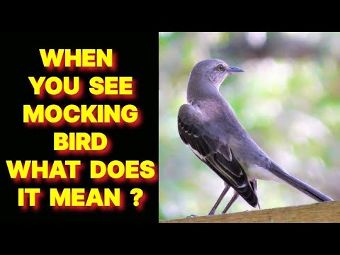 WHEN YOU SEE A MOCKING BIRD WHAT DOES IT MEAN ?