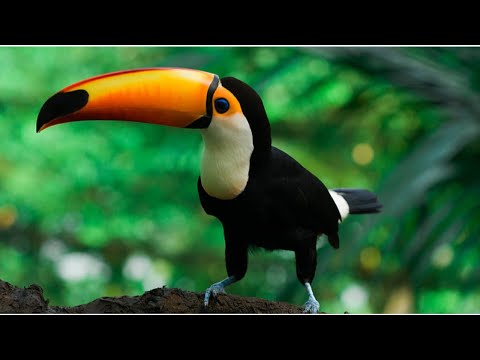 10 Interesting Facts About the Amzon Rainforest #amazon #rainforest #nature