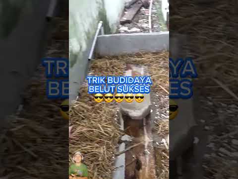 BUDIDAYA BELUT MODERN