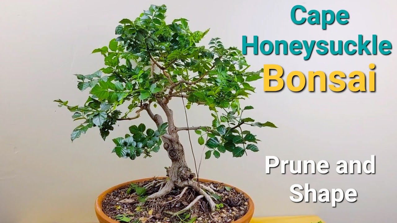 Pruning Cape Honeysuckle Bonsai (Tecoma capensis) #bonsai #plants