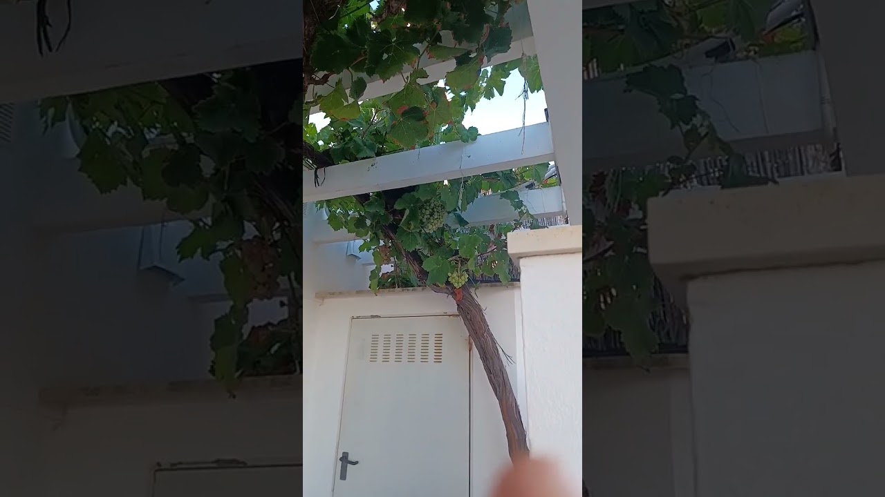 Vitis vinifera, parra alta con sus frutos 🍇🍇🍇
