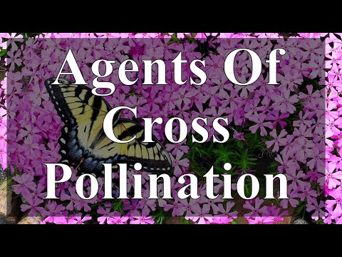 Agents of Cross Pollination | Flowering Plants | Biology | Class 9 | ICSE
