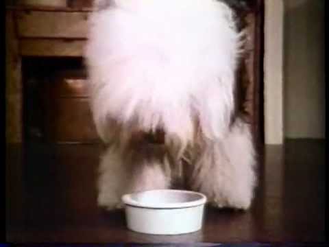 On the dog food watch | Arnold Zwicky's Blog