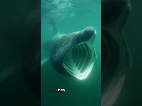 "Gentle Giants of the Ocean: The Fascinating Basking Shark!"