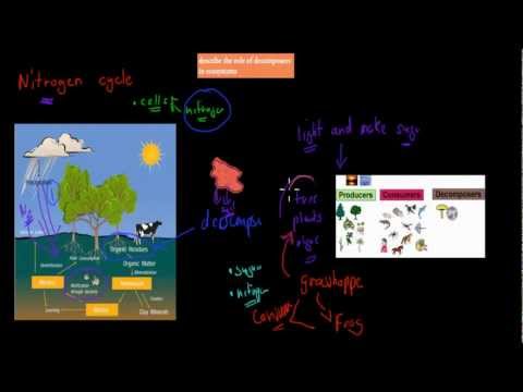 4. Role of decomposers (Preliminary biology)