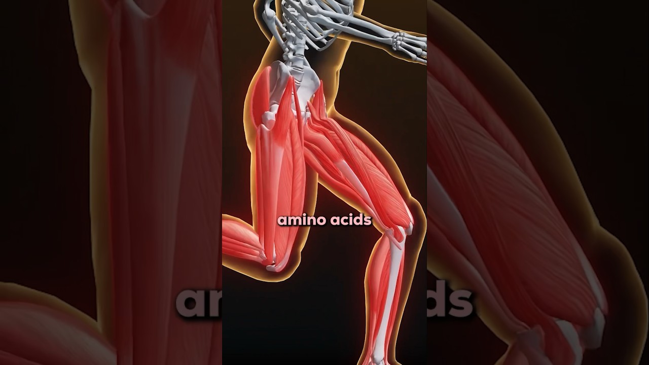 How Steroids Build Muscle