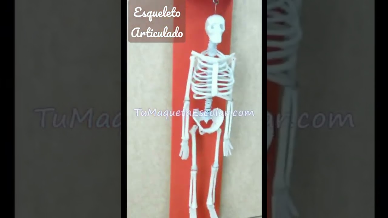 Esqueleto ¡Que flaco que estás!