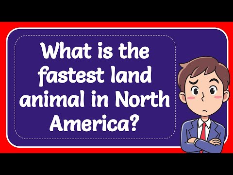 What is the fastest land animal in North America? Answer
