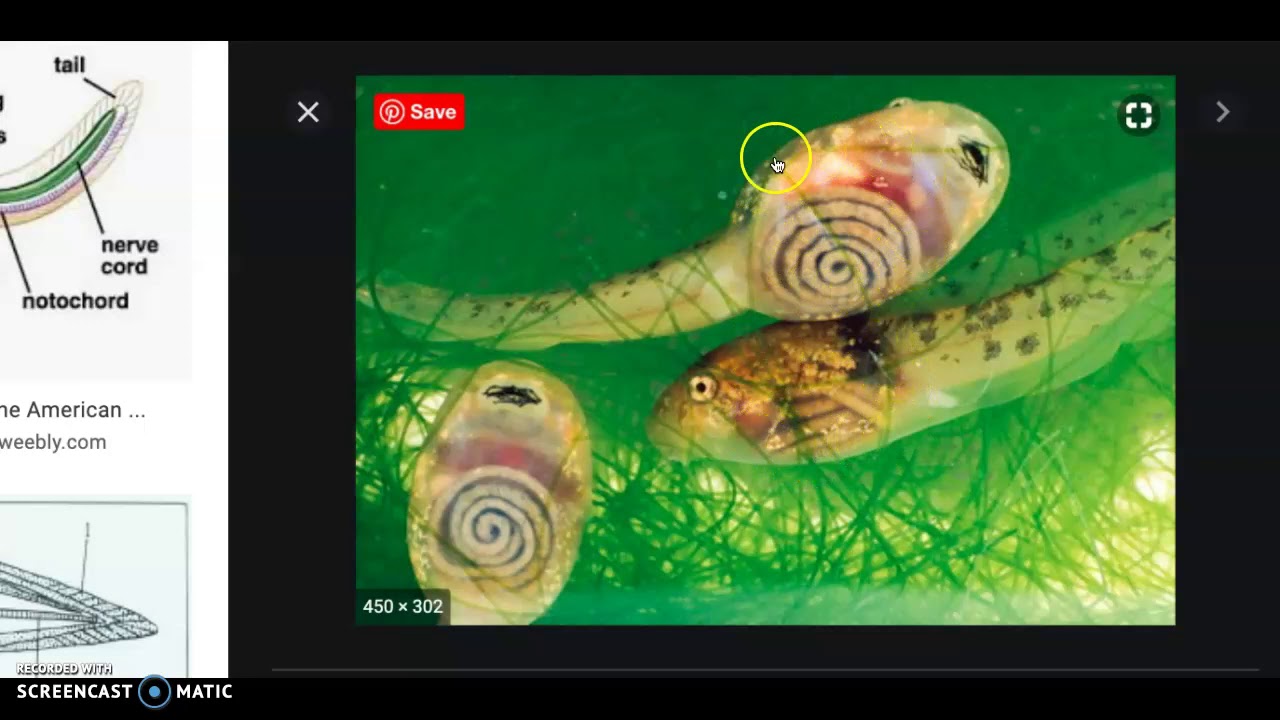5/18/2020- Frog vs. Human digestive system